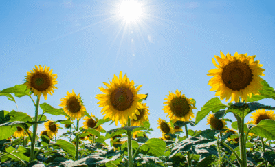 We’re Growing! Richard Riley and Associates Welcomes Nutshell Accounts ...